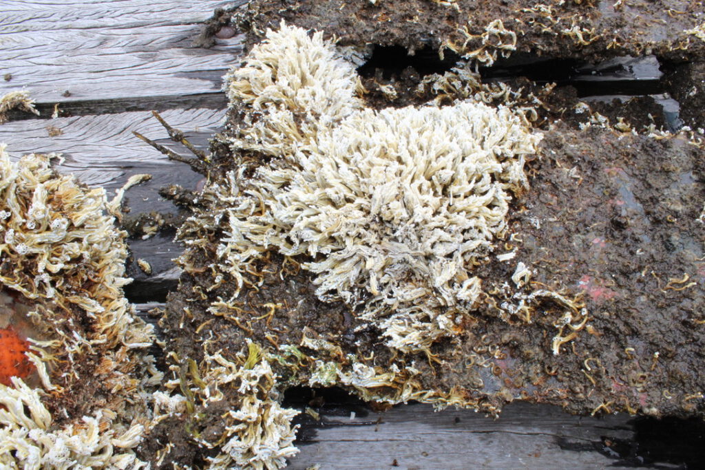 Australischer Kalkröhrenwurm (F. enigmaticus) – MaRenate